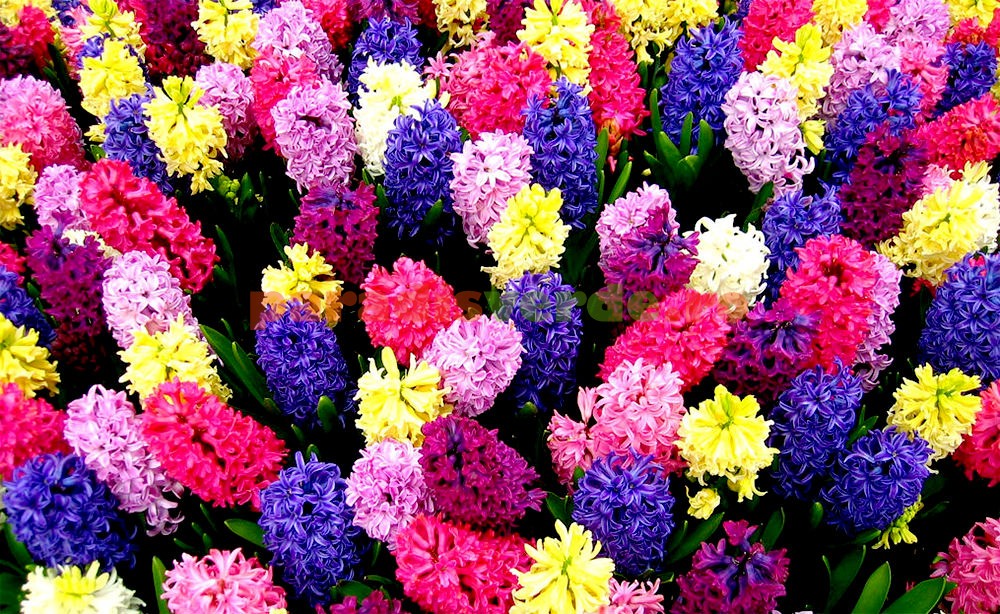 Reguli simple de îngrijire a zambilei | Paradis Verde