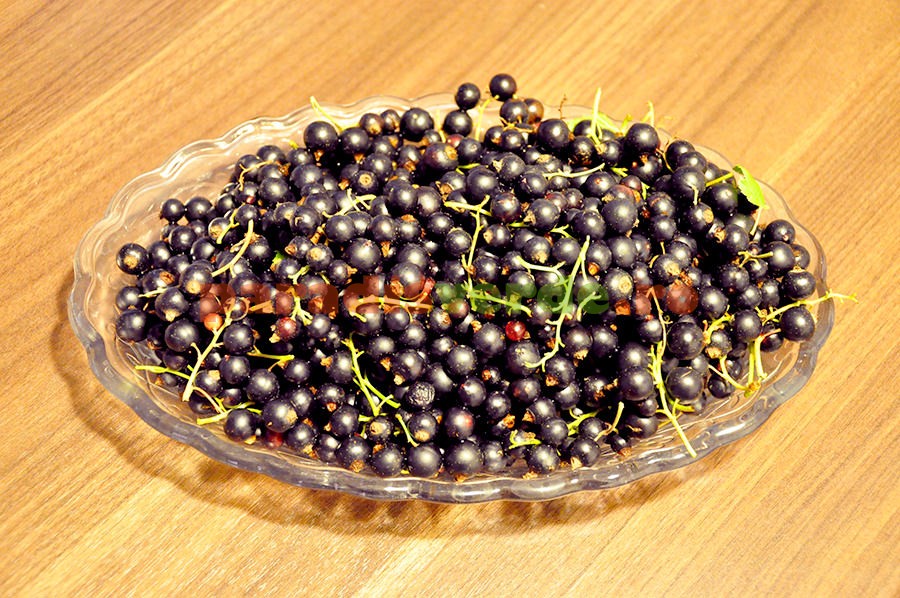 5 calităţi excepţionale ale coacăzelor | Paradis Verde