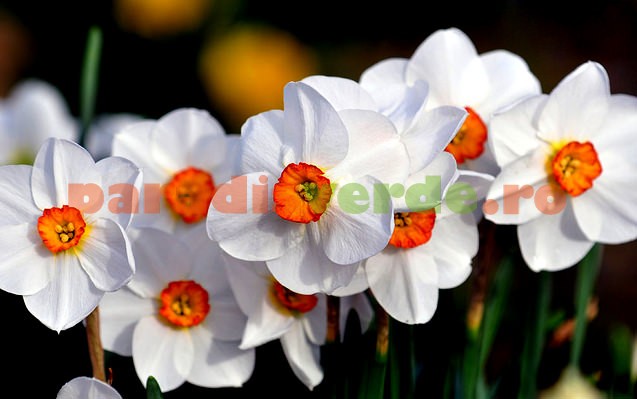 Câteva dintre secretele narciselor | Paradis Verde