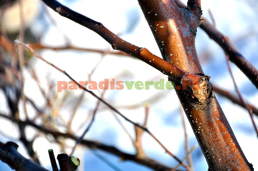 Taine pentru a stimula pomii să rodească | Paradis Verde