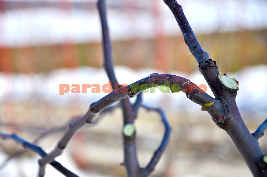 Taine pentru a stimula pomii să rodească | Paradis Verde