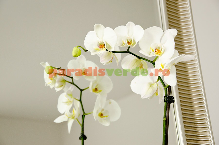 Orhideea faleno (Falenopsis) | Paradis Verde