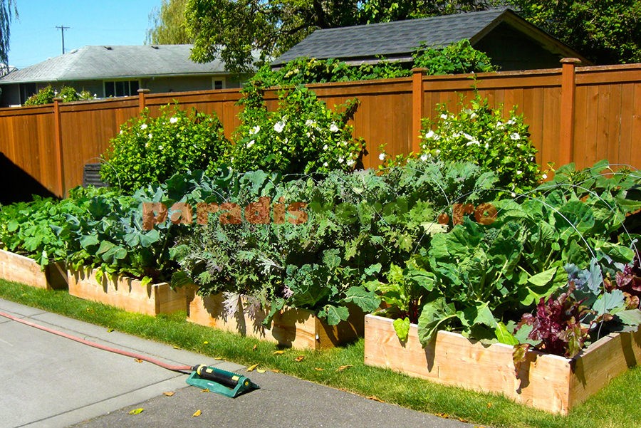 Avantajele straturilor înălţate | Paradis Verde
