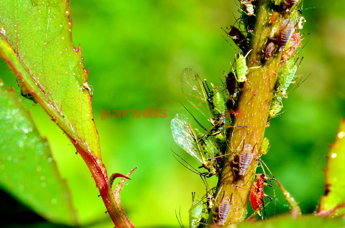 Cum dăunează afidele trandafirilor | Paradis Verde
