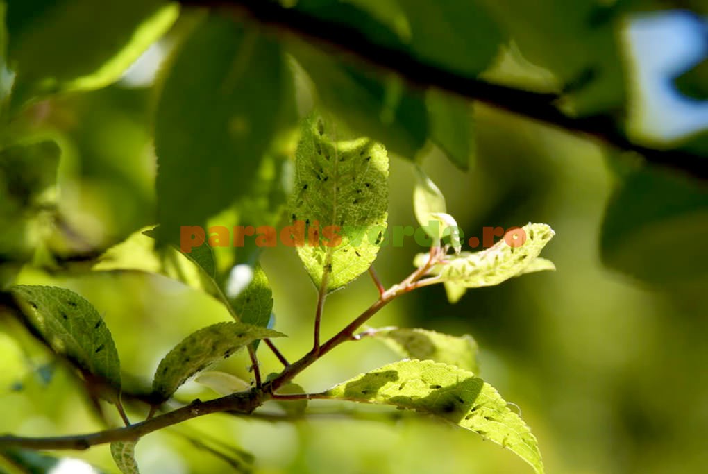 Păduchele cenuşiu al prunului: o pacoste pentru lăstarii tineri ...