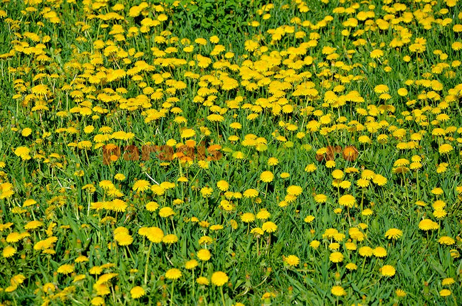 Cum vă întăreşte păpădia sănătatea | Paradis Verde