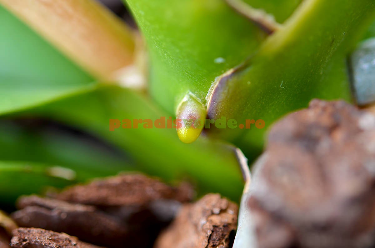 Cum deosebim mugurele florifer de rădăcini, la orhidee? | Paradis Verde