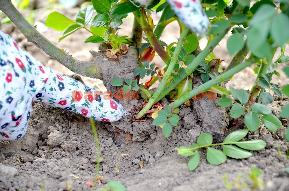 Cum să evitaţi sălbăticirea trandafirilor nobili | Paradis Verde