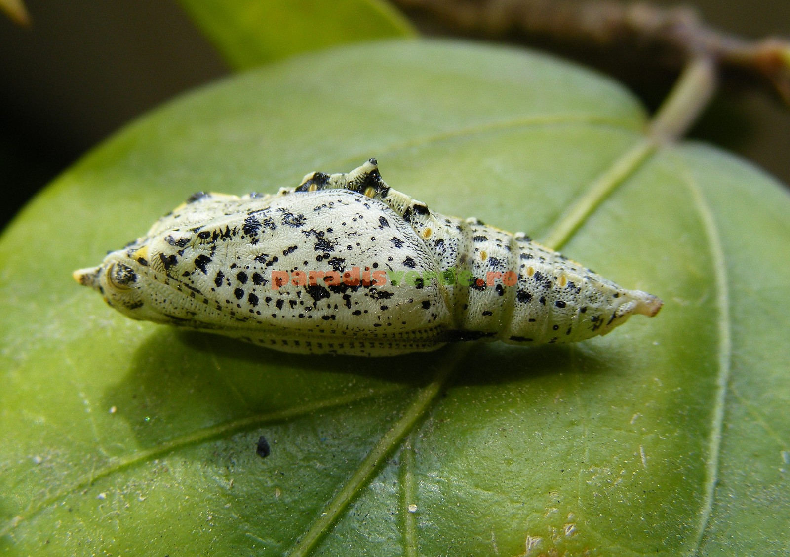 De câte ori pe vară atacă fluturele alb al verzei | Paradis Verde