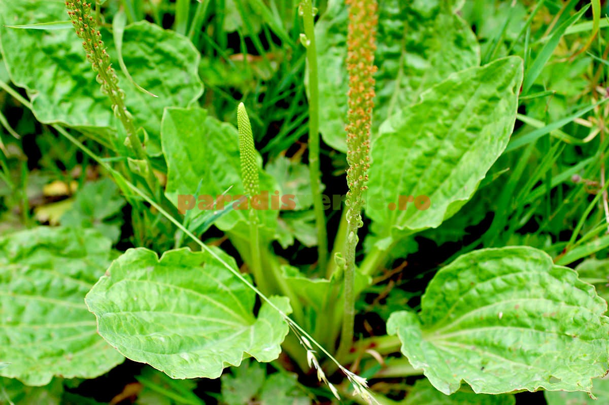 Cum se face tinctura de pătlagină şi la ce foloseşte | Paradis Verde