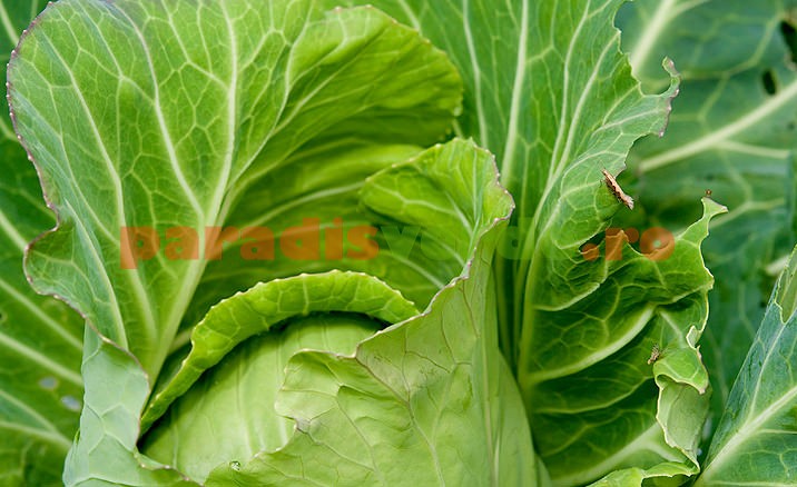 Cine „ferestruieşte” varza? | Paradis Verde