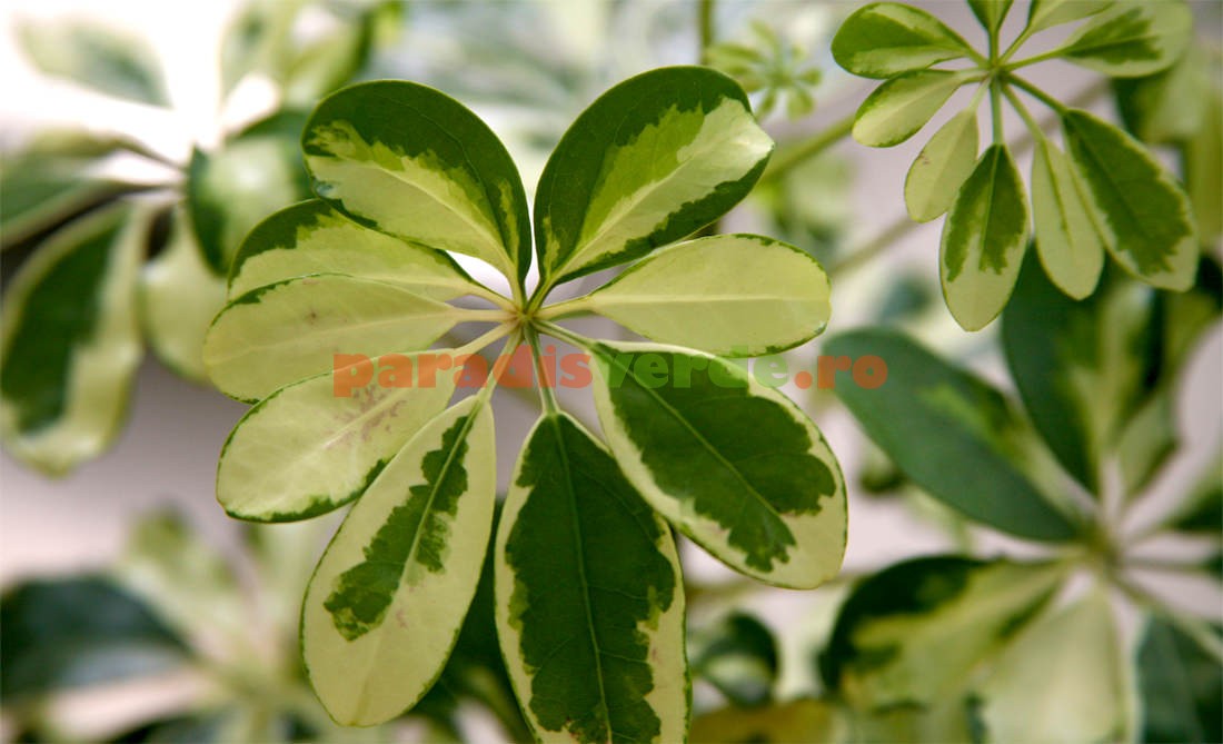 Şeflera | Paradis Verde