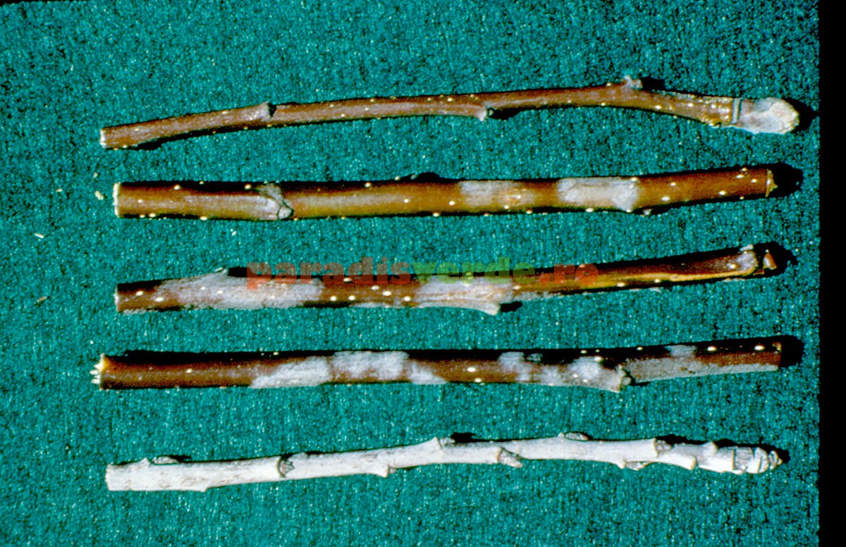 Lunile de atac maxim ale făinării mărului | Paradis Verde