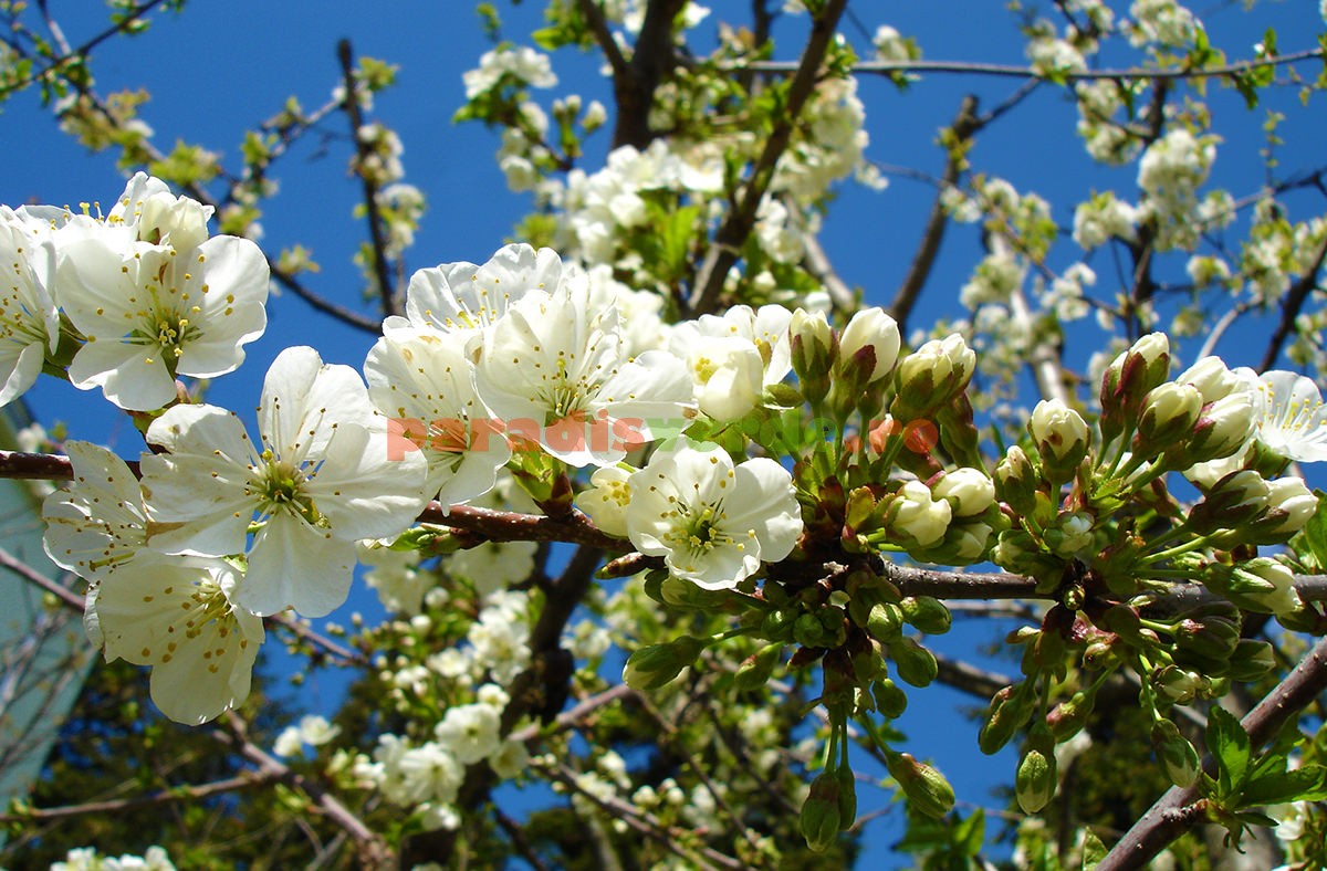 Efectele tăierilor corecte asupra fructificării cireşului | Paradis Verde