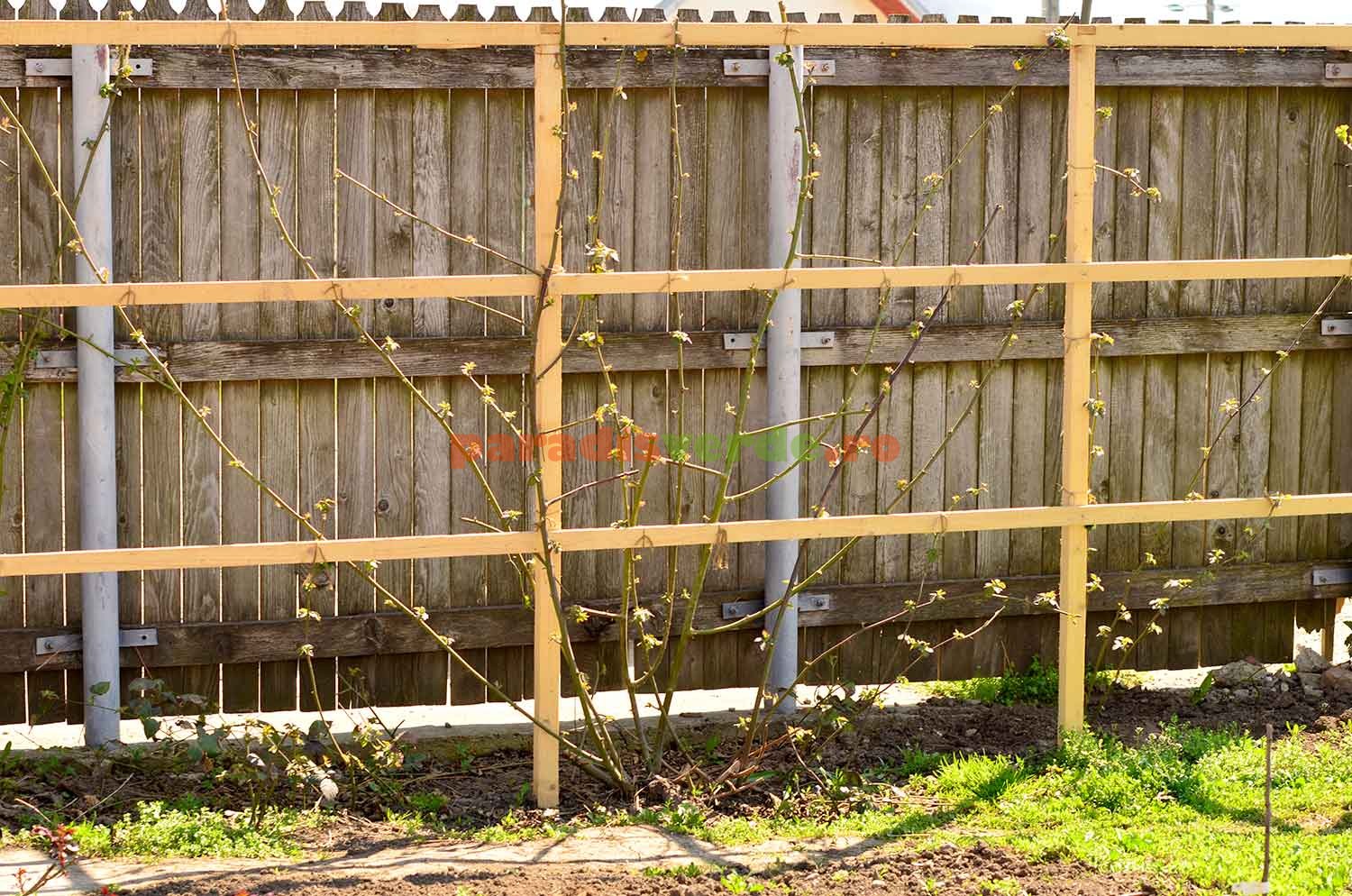 Cum şi de ce se palisează murul | Paradis Verde