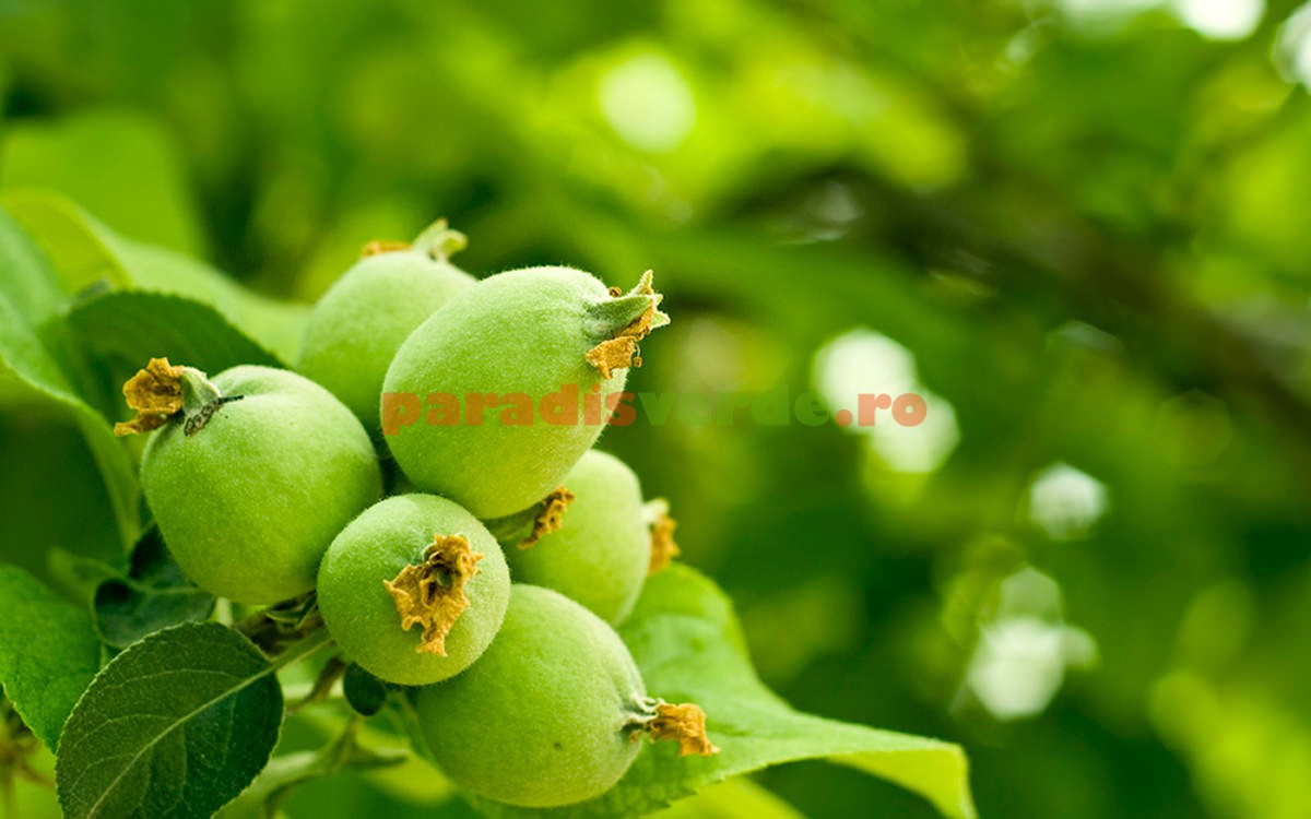 Cum se face răritul fructelor | Paradis Verde