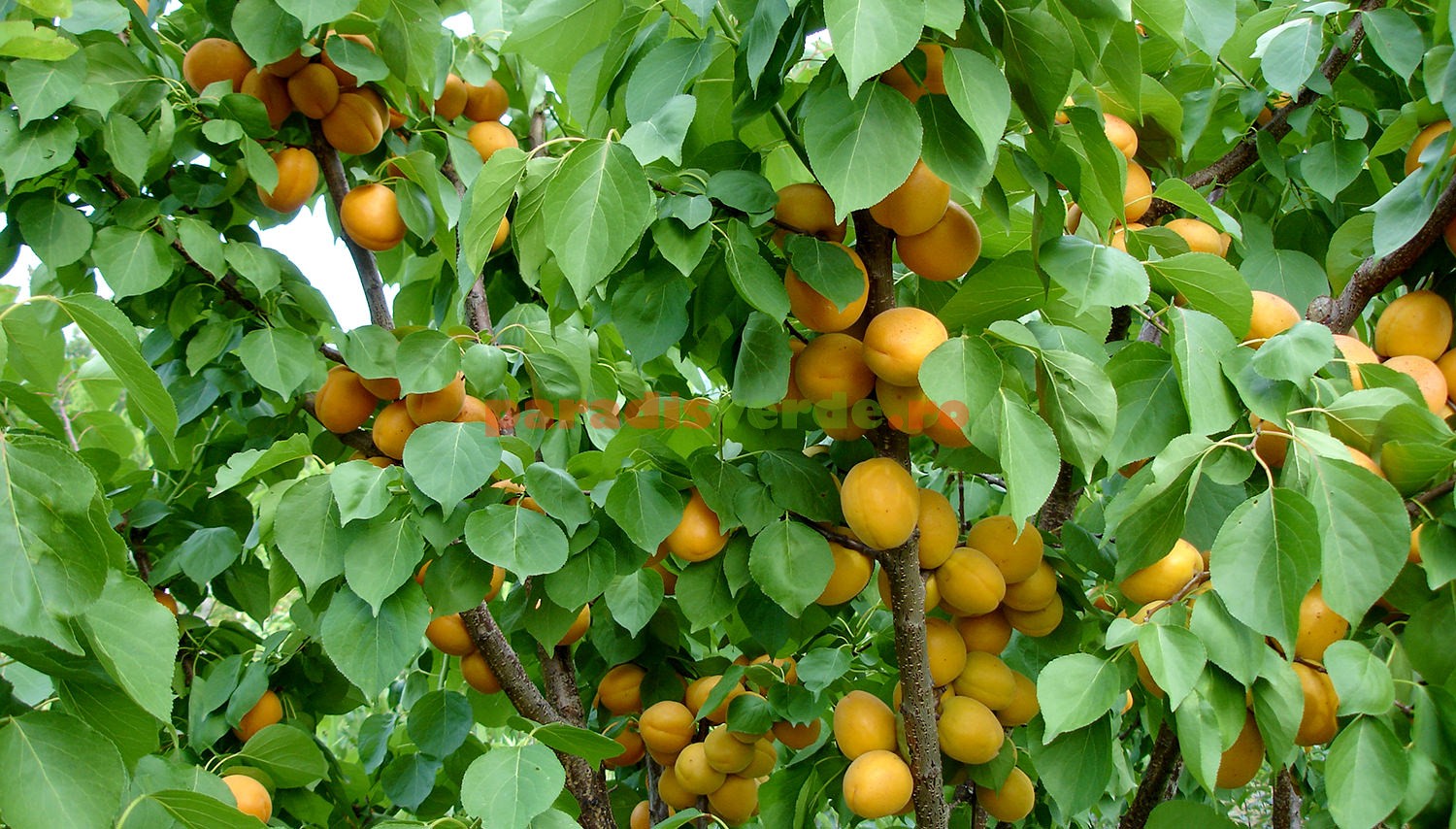 Cele 4 udări anuale corecte ale caisului | Paradis Verde