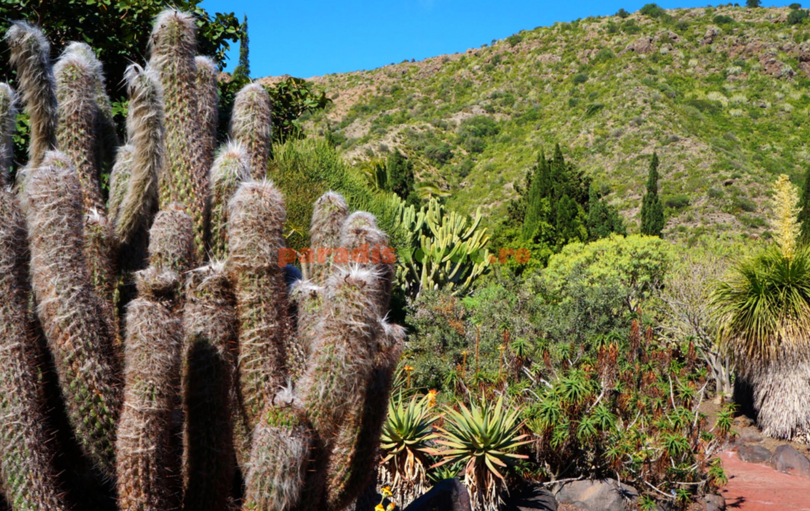 Lumânarea-munților, Cactus lânos | Paradis Verde