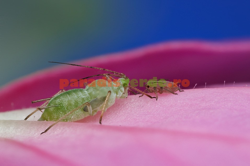 afide | Paradis Verde