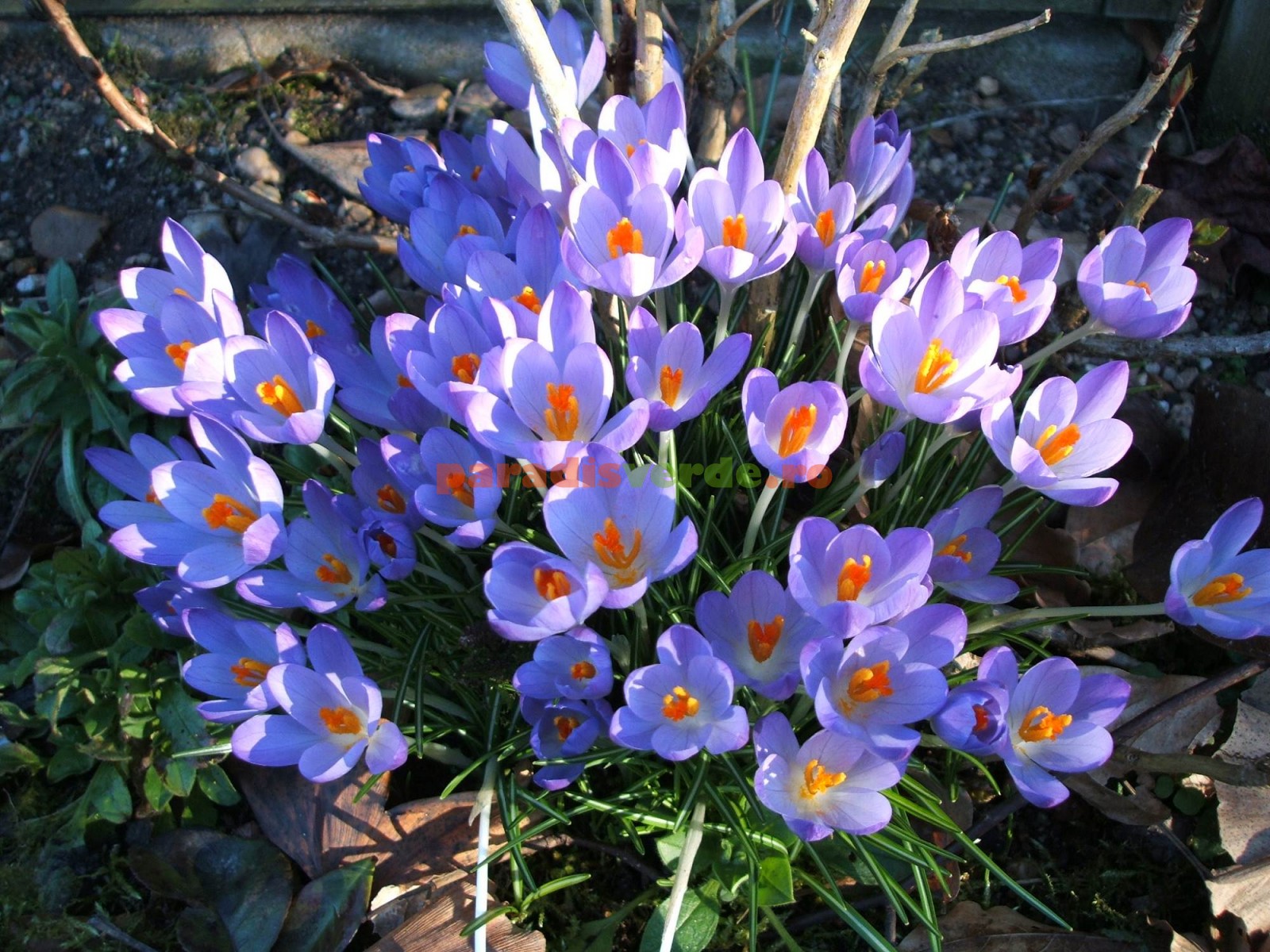 Brândușă (Crocus) | Paradis Verde