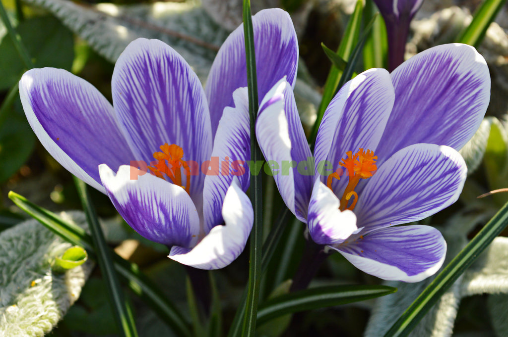 Brândușă (Crocus) | Paradis Verde