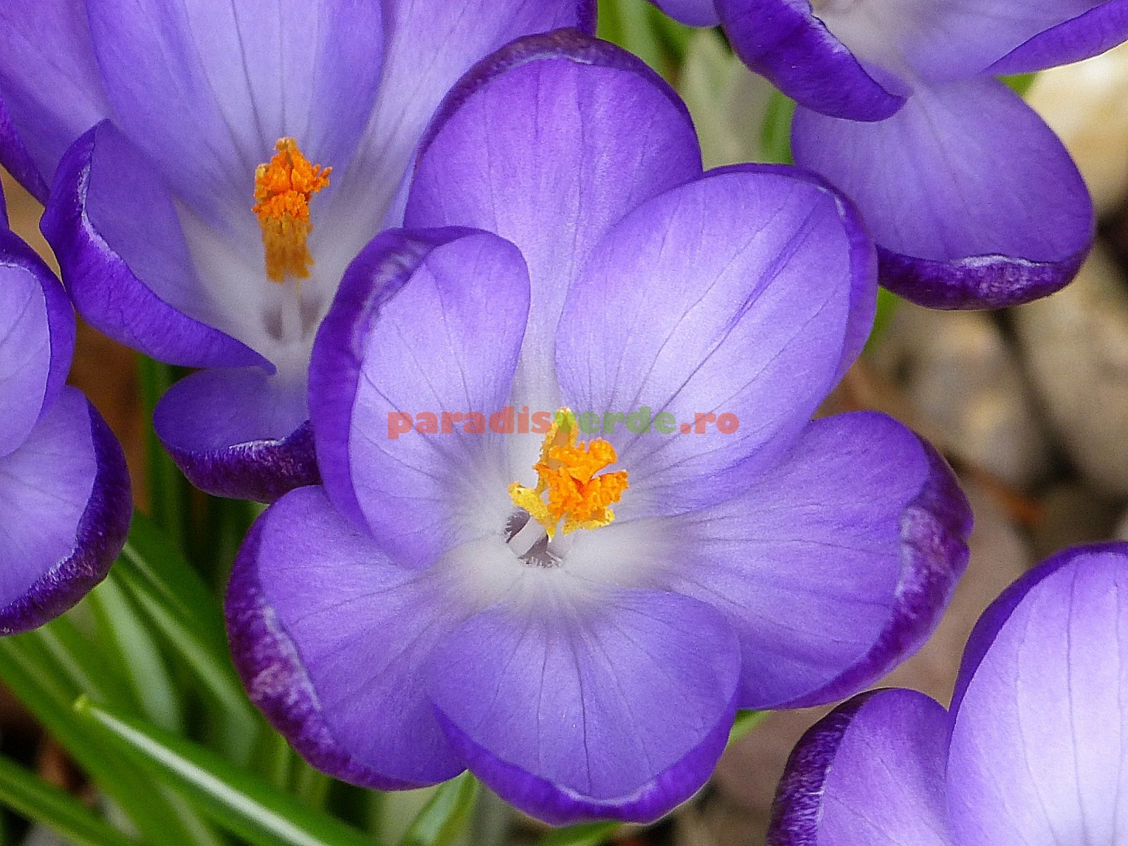 Brândușă (Crocus) | Paradis Verde