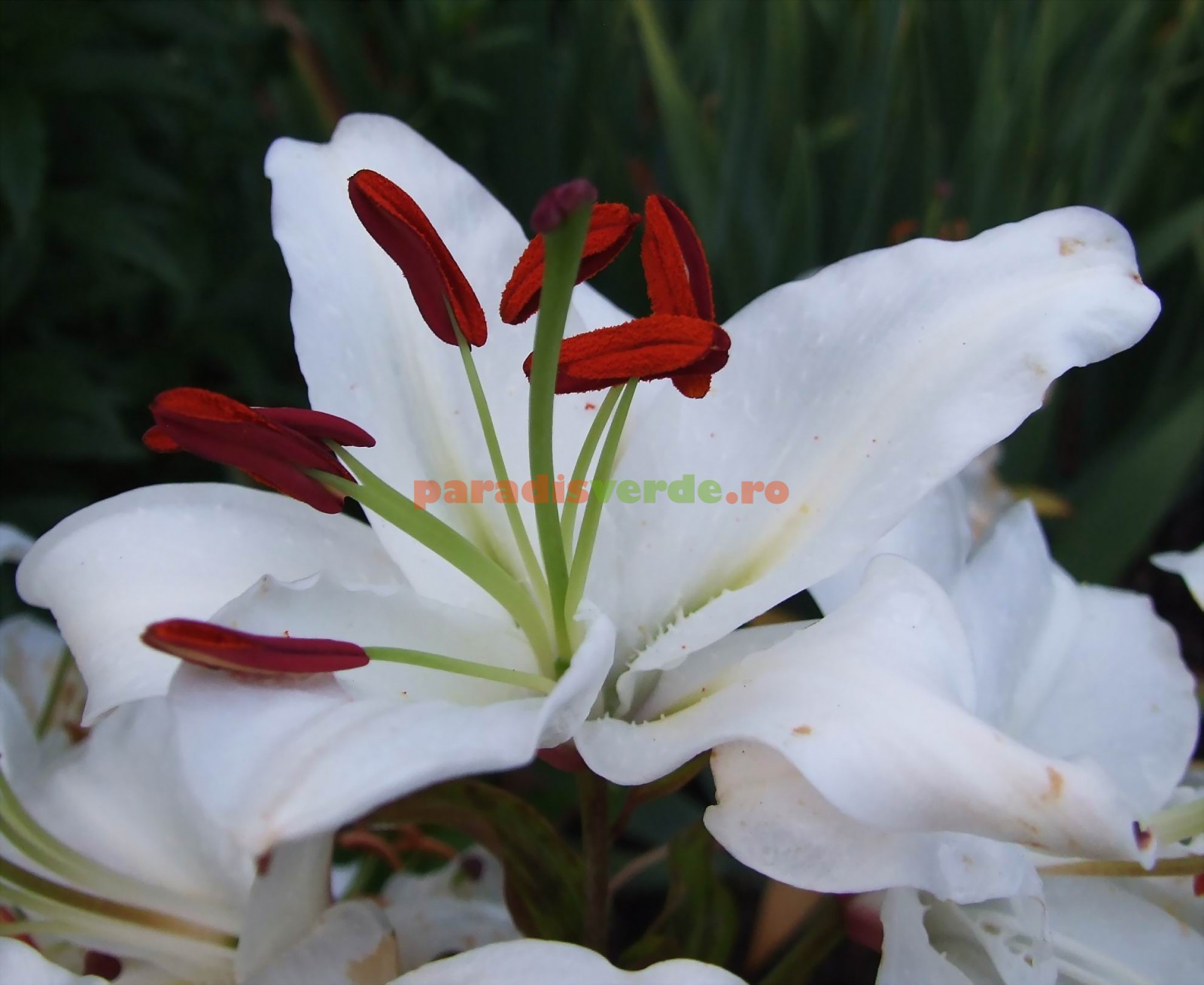 Crin | Paradis Verde