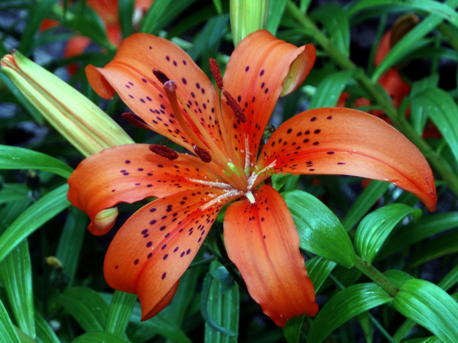 Crin | Paradis Verde