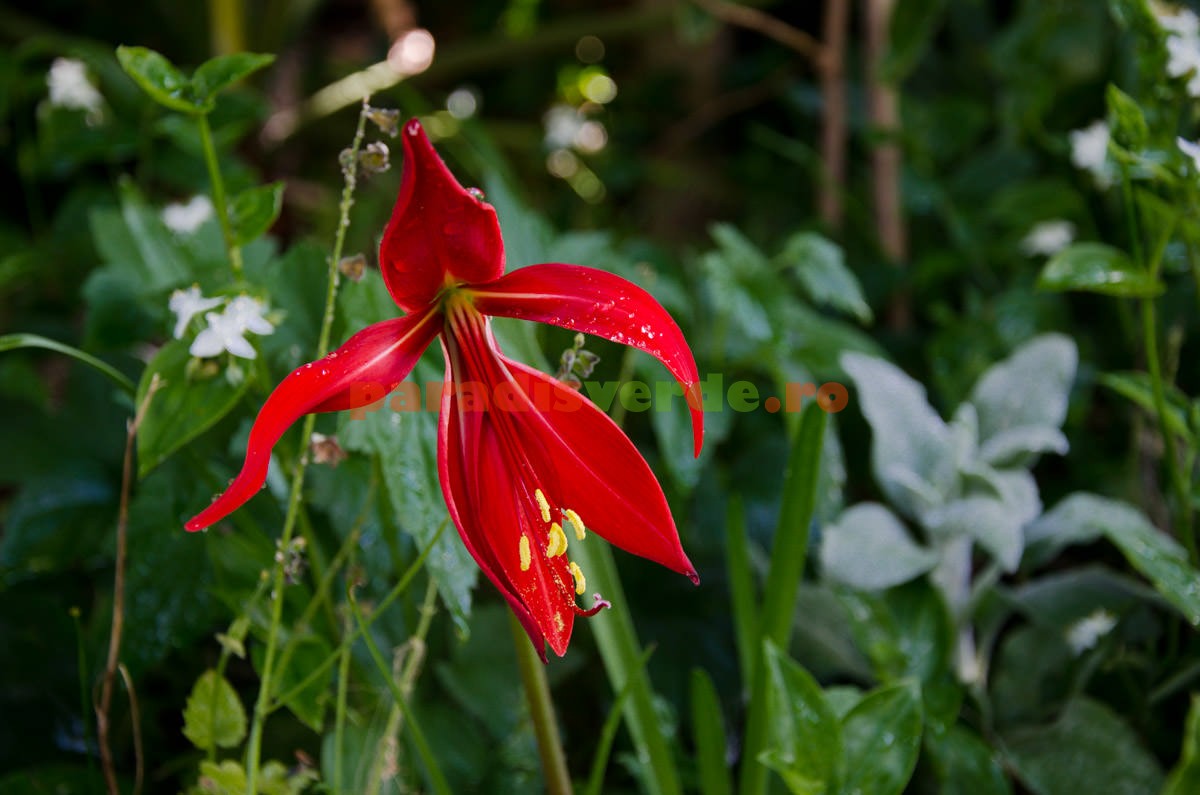 Crinul St. Jacques | Paradis Verde