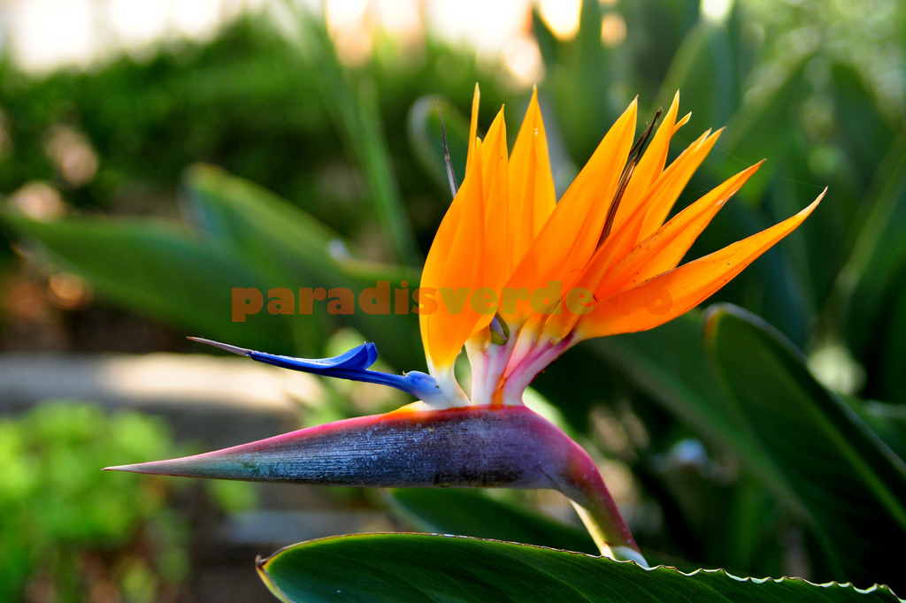 Pasărea paradisului | Paradis Verde