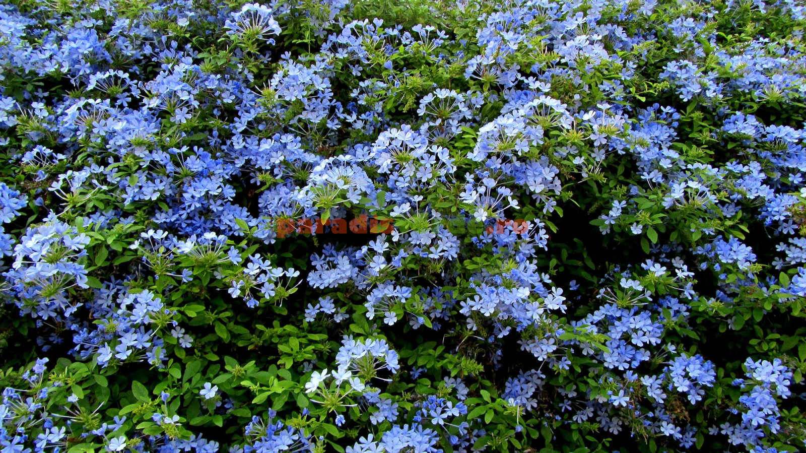 Floarea dragostei | Paradis Verde