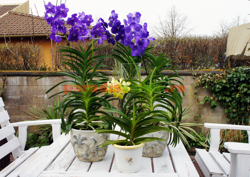 Vanda | Paradis Verde