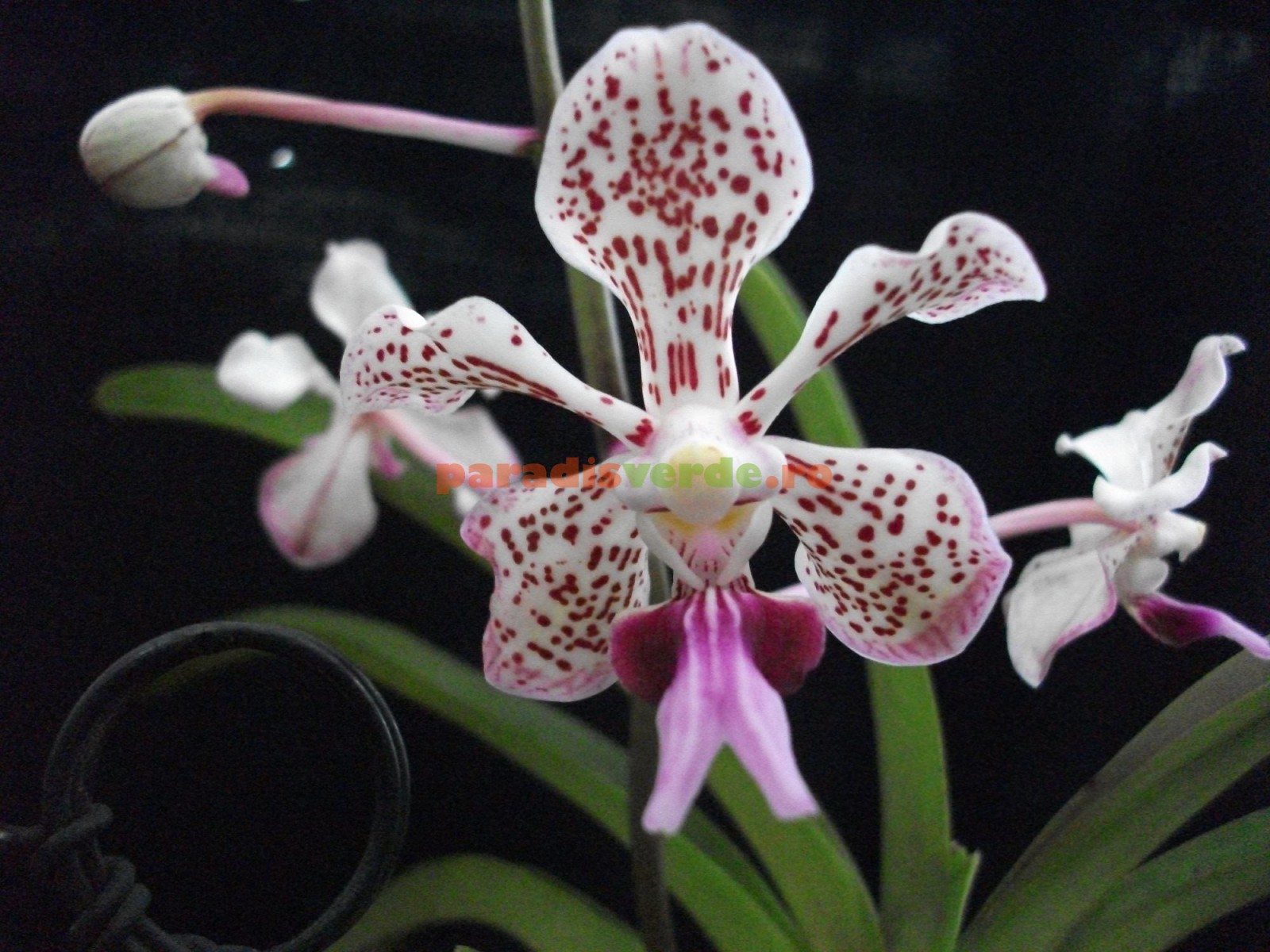 Vanda | Paradis Verde