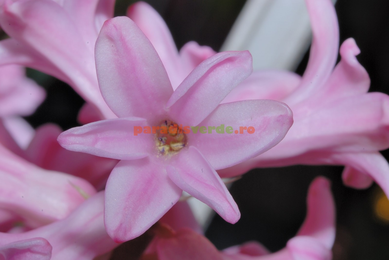 Zambilă (Hiacint) | Paradis Verde