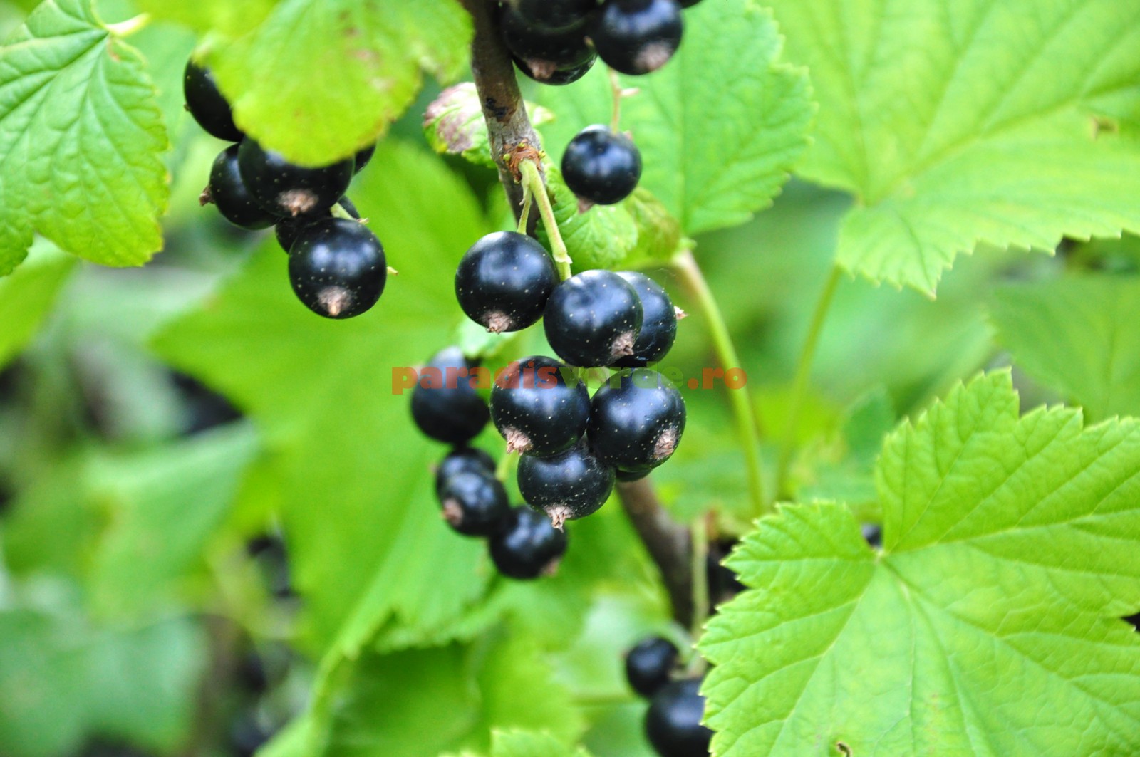 bacă | Paradis Verde