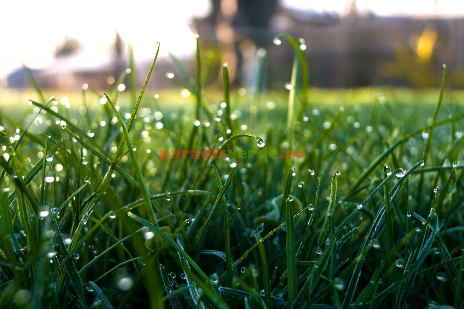 hidatode | Paradis Verde