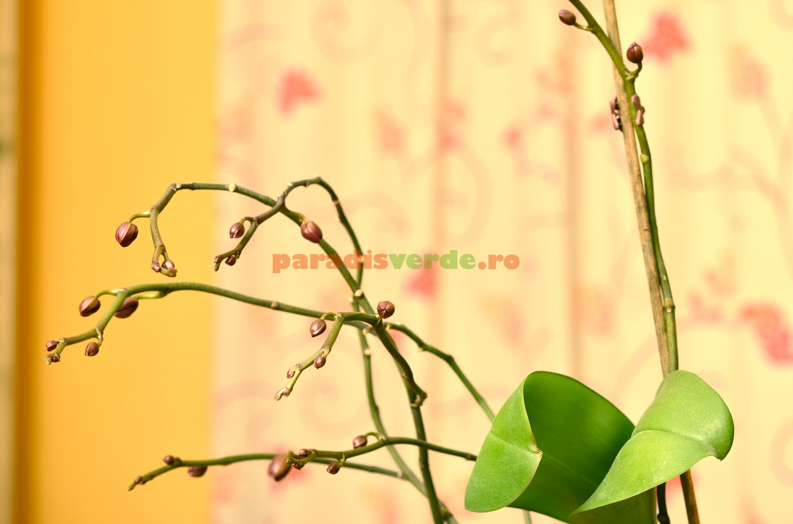 E posibilă o nouă înflorire la orhidee, pe aceeași tijă? | Paradis Verde