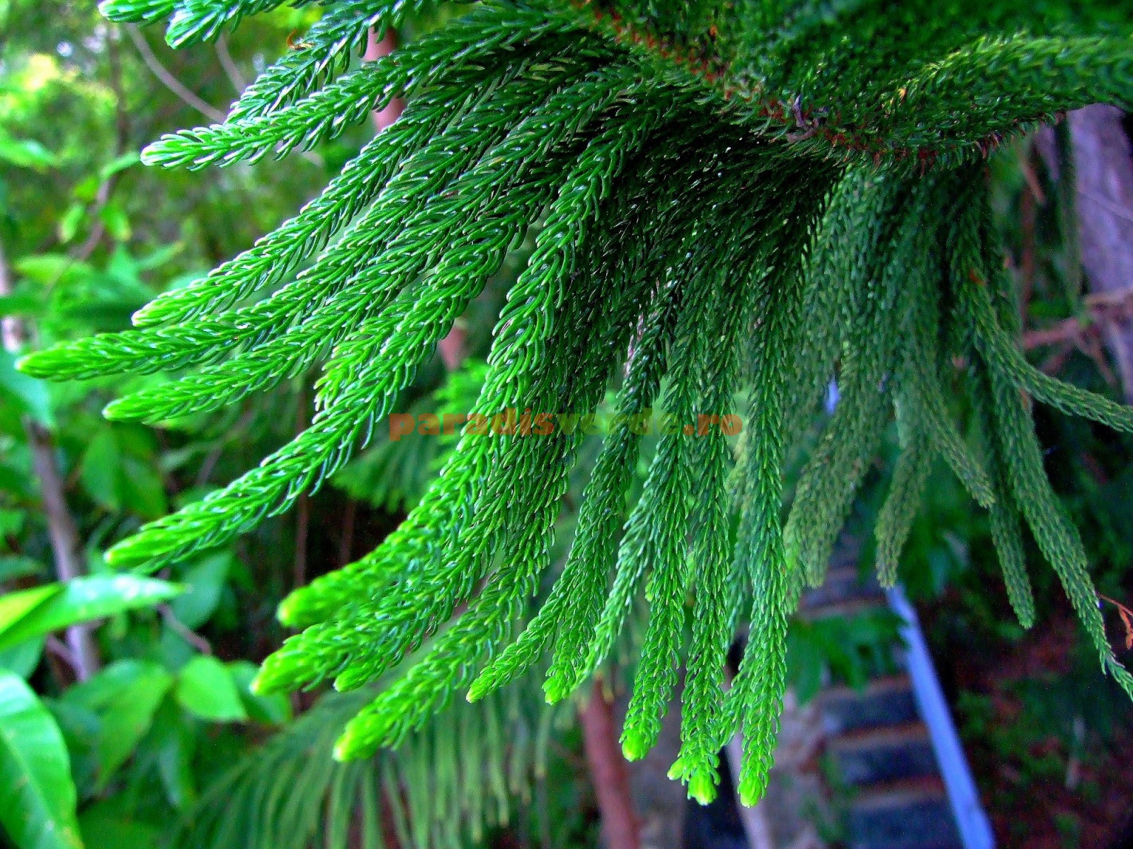 Pin de Norfolk | Paradis Verde