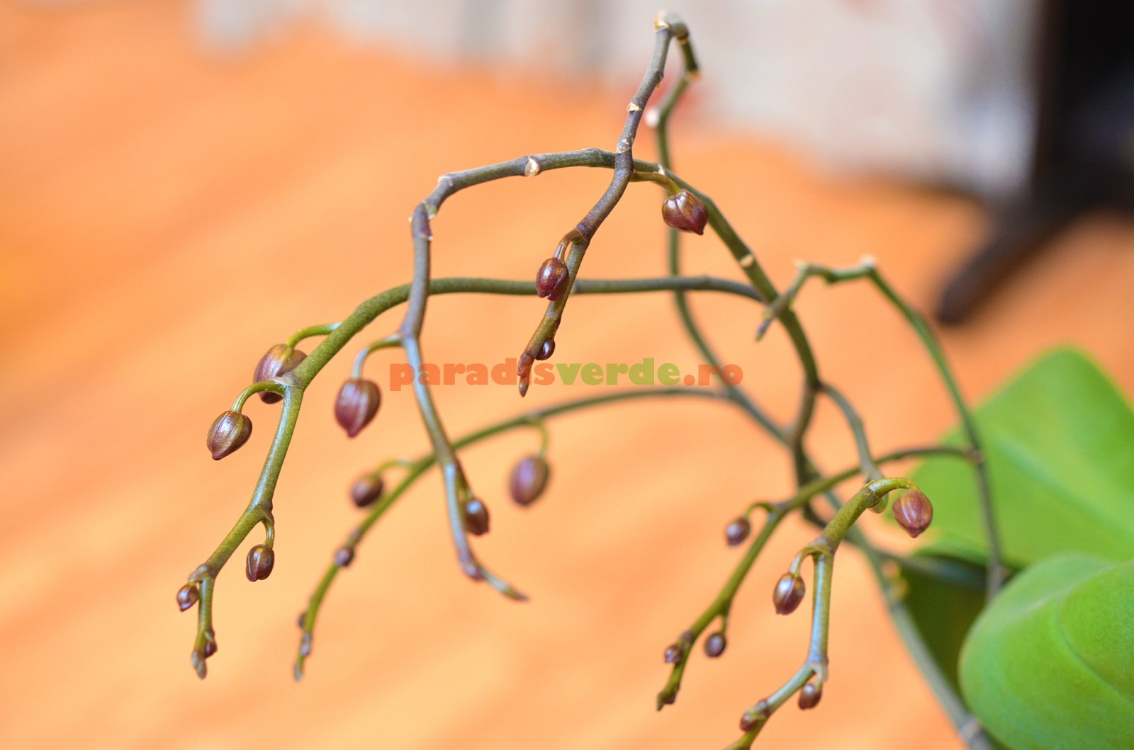 E posibilă o nouă înflorire la orhidee, pe aceeași tijă? | Paradis Verde