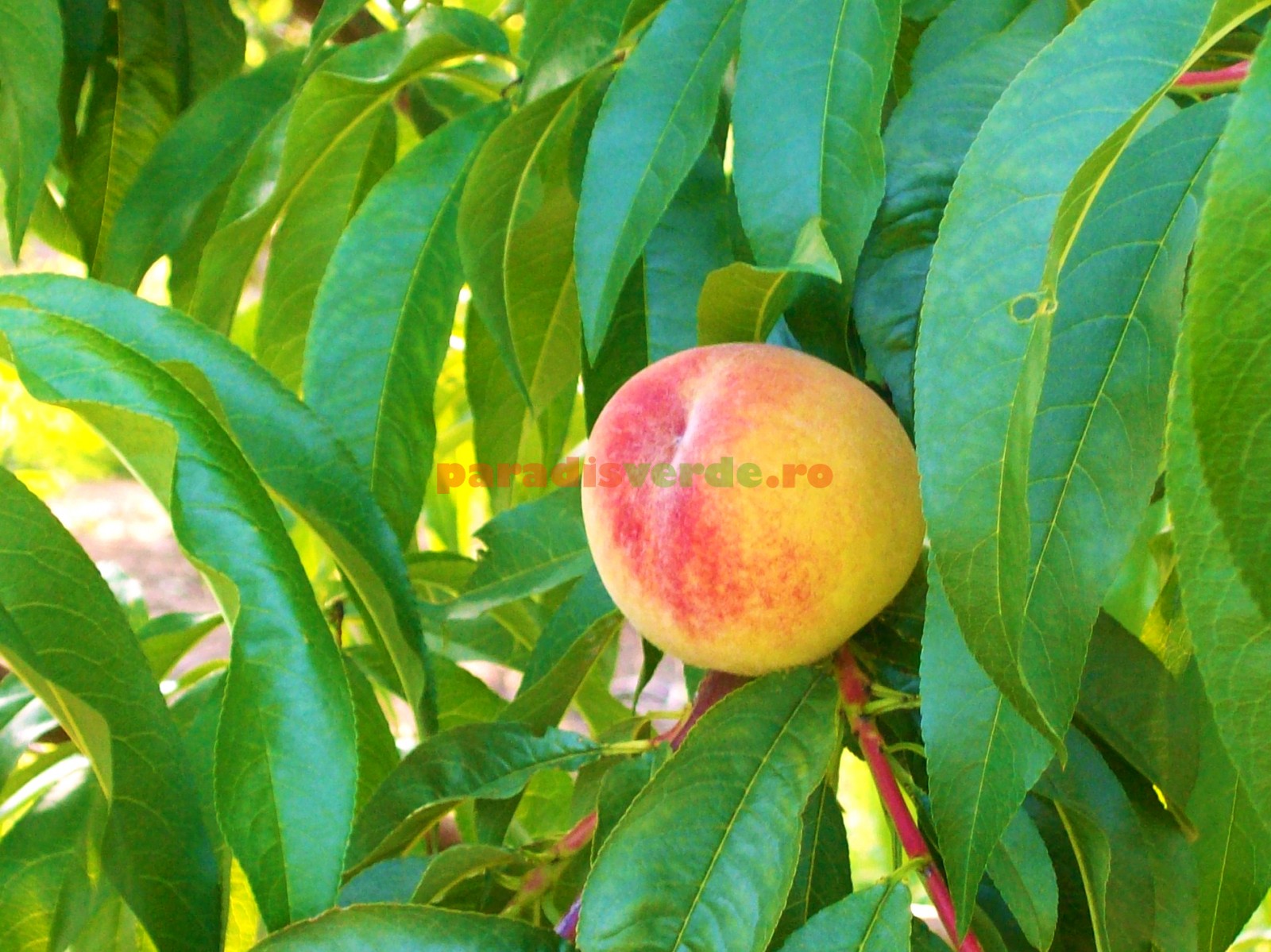 frunză oblongă | Paradis Verde