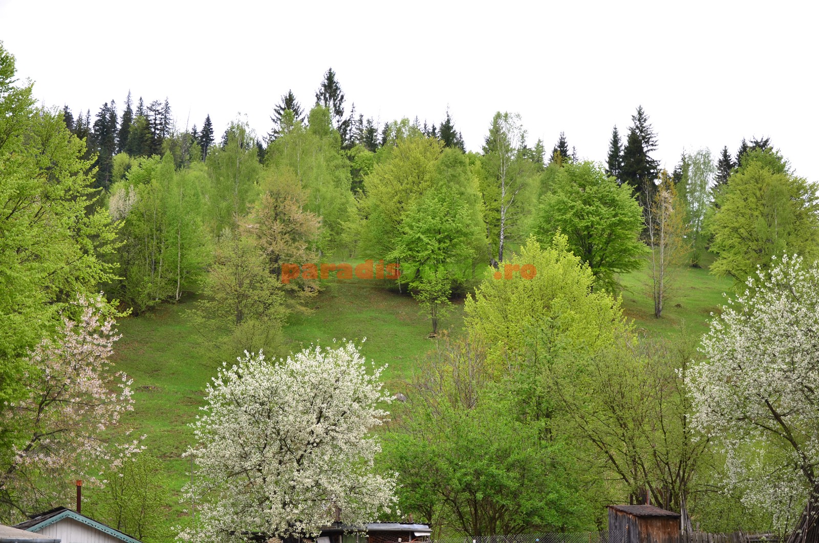 Ce sunt etajele bioclimatice și cum ne ajută să alegem pomii potriviți ...