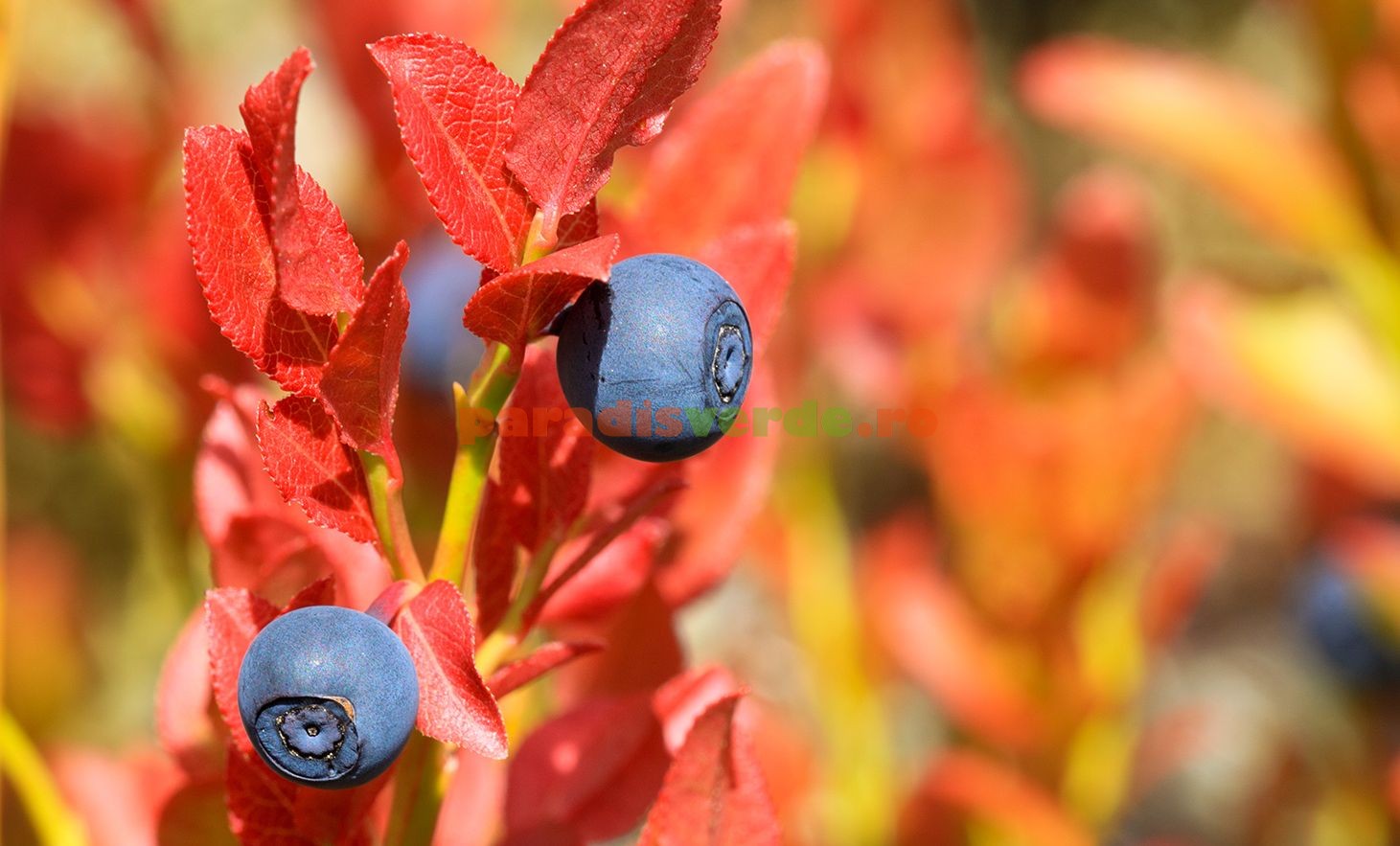 Afinul, aliment și medicament | Paradis Verde