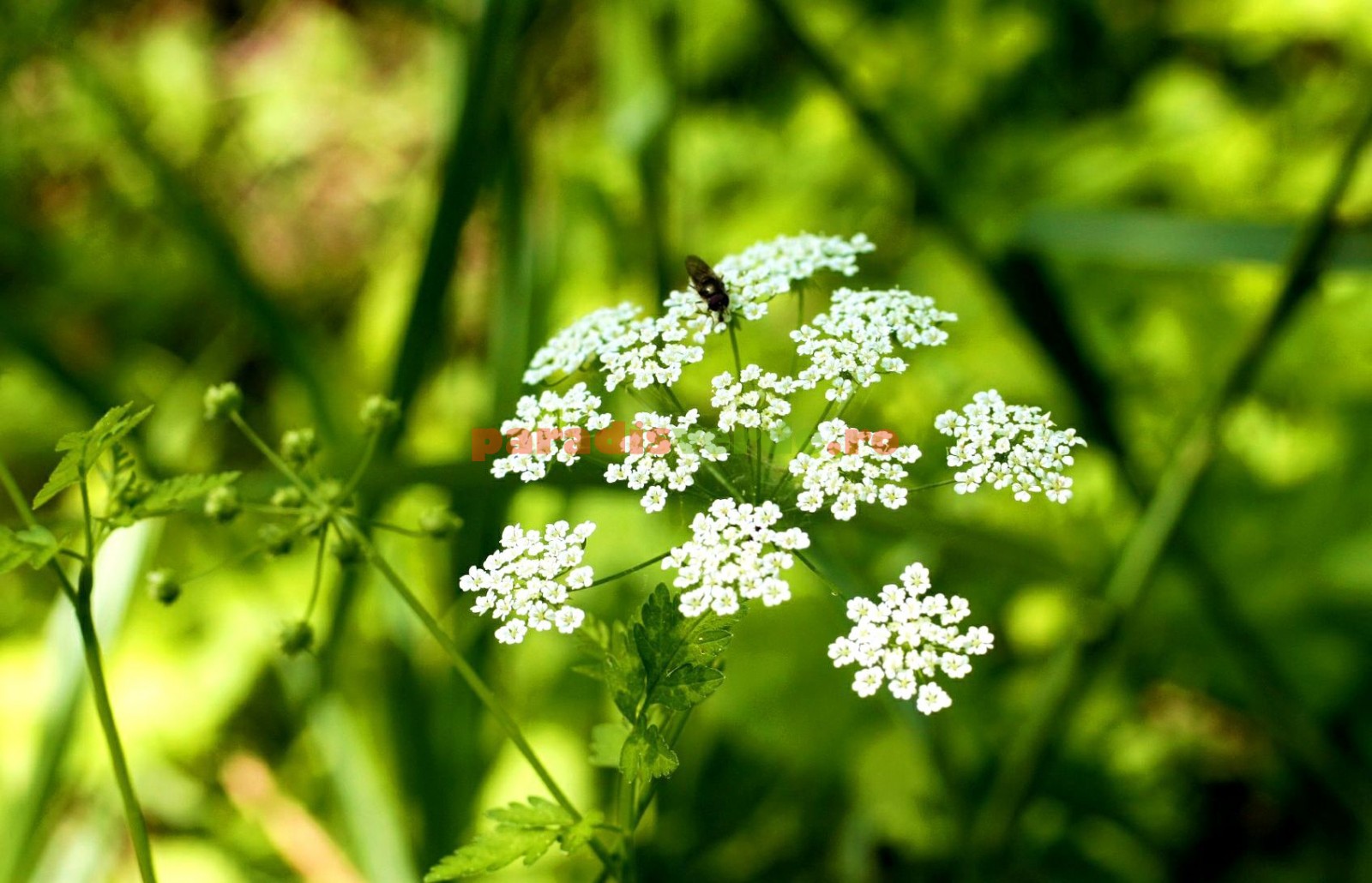 Beneficiile pentru sănătate ale anasonului | Paradis Verde