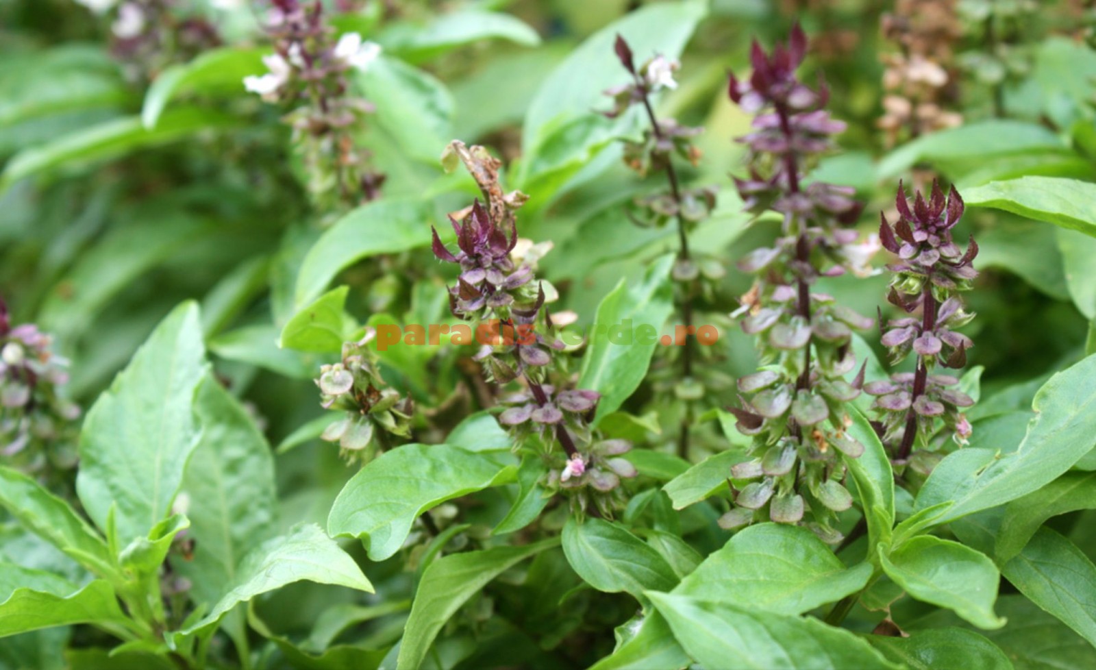 Busuiocul din sfeștoc, plantă de leac și condiment delicios | Paradis Verde