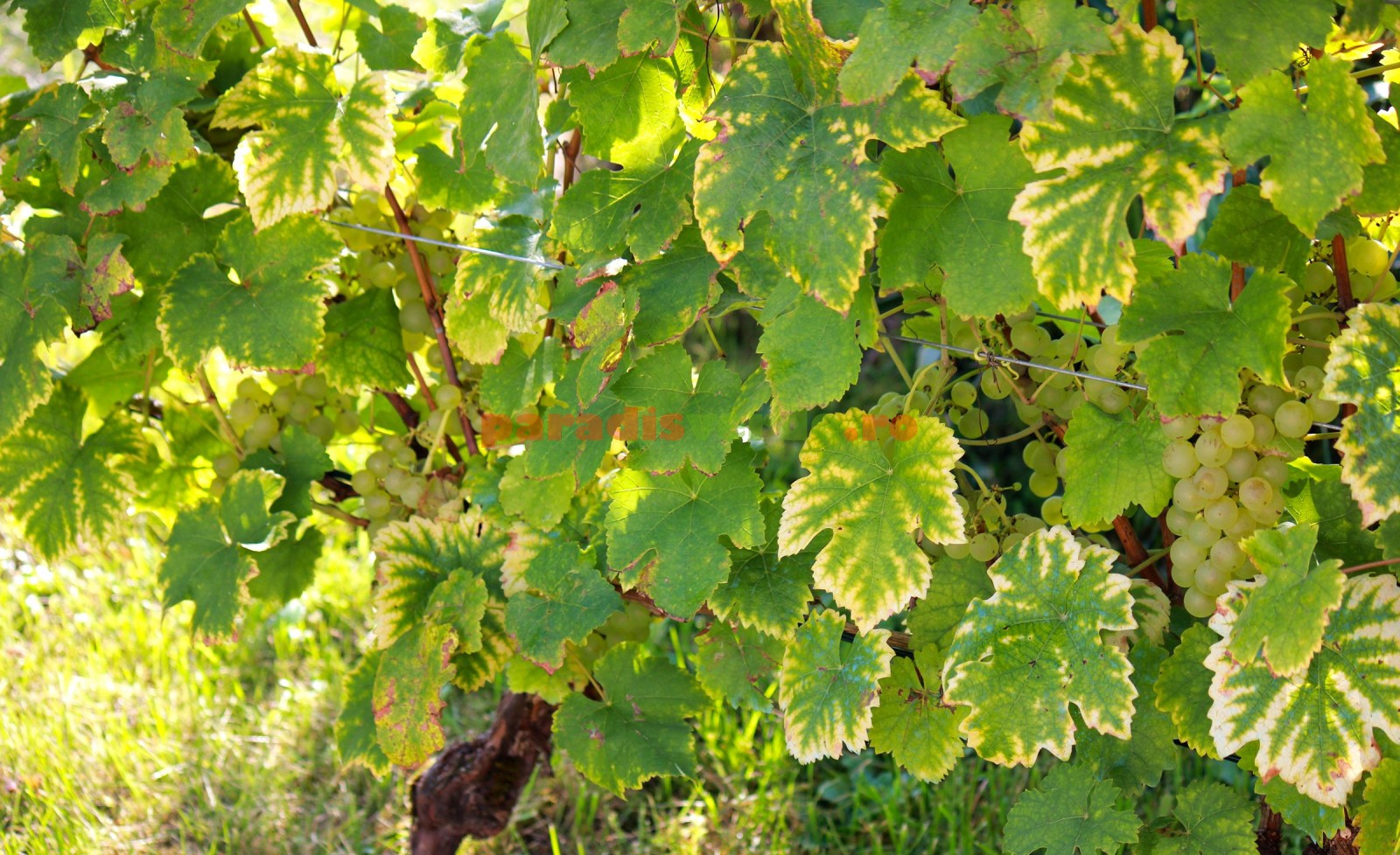 Chasselas doré | Paradis Verde