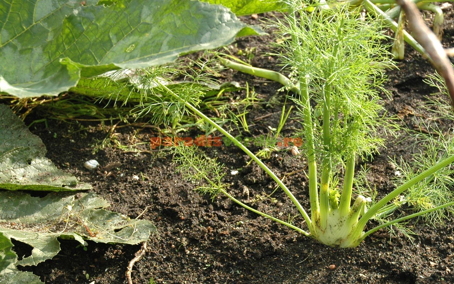 Feniculul, antiastmatic și prieten al stomacului | Paradis Verde