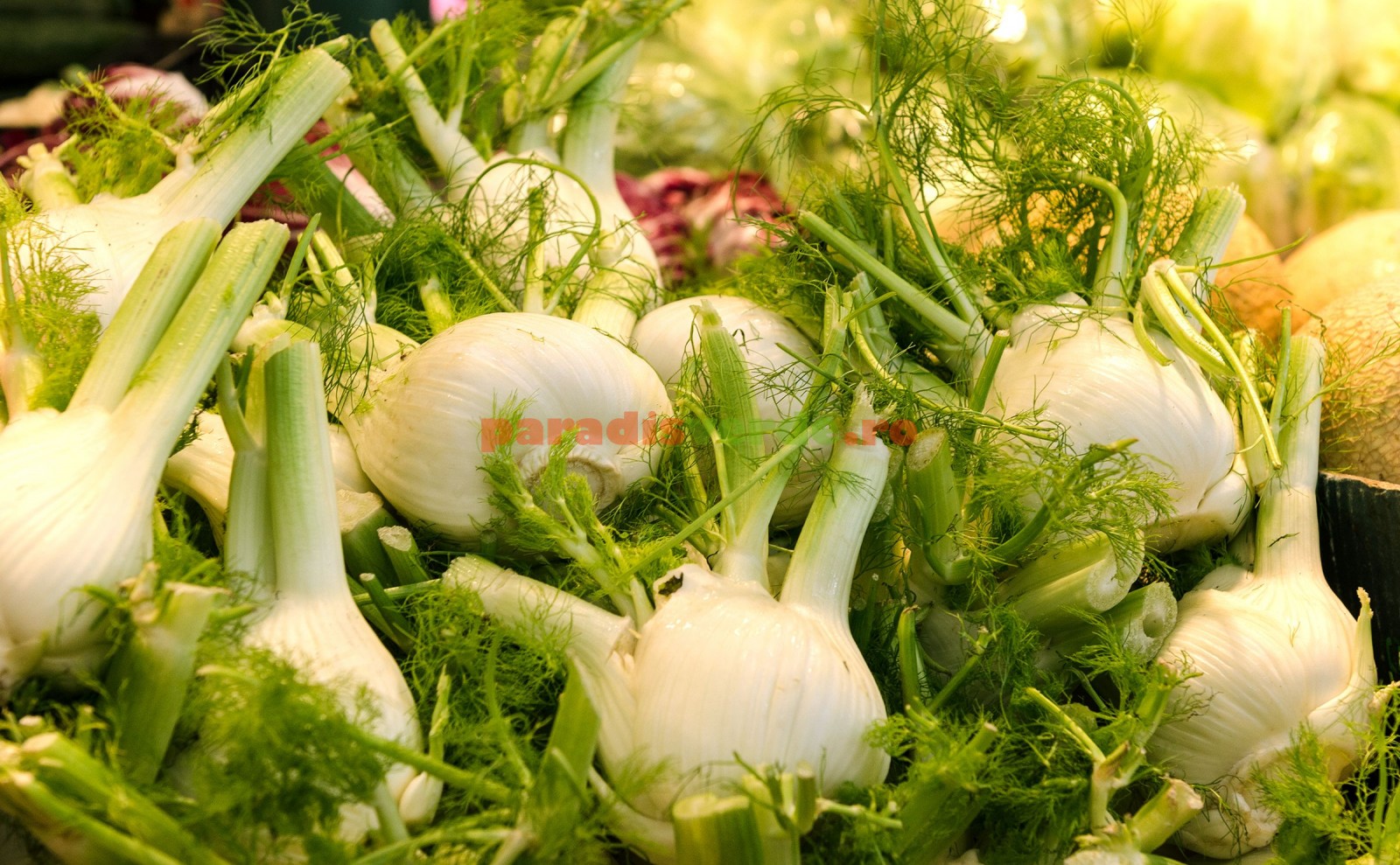 Feniculul, antiastmatic și prieten al stomacului | Paradis Verde