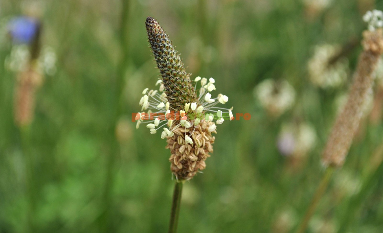 Când se recoltează și la ce folosește pătlagina | Paradis Verde