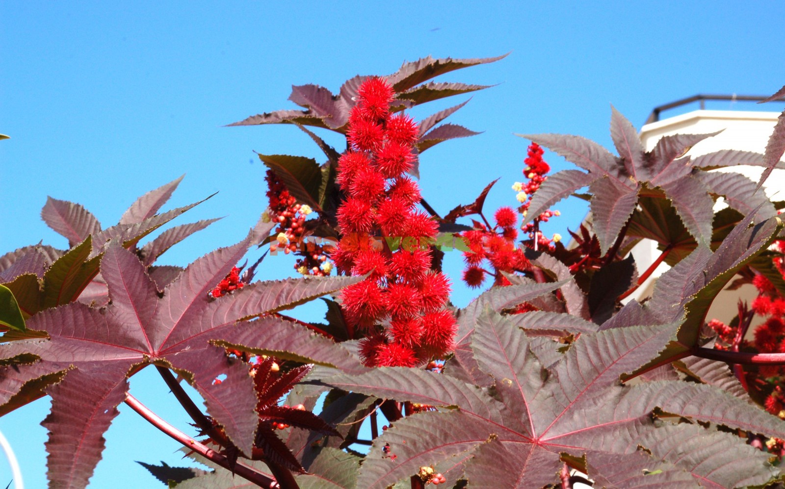 Proprietățile tămăduitoare ale ricinului. Interzis copiilor și ...