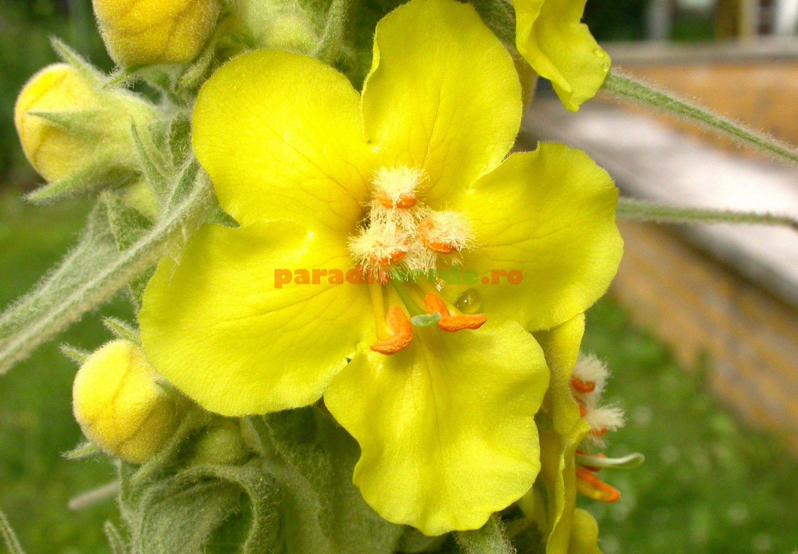 De ce este supranumită lumânărica „ceaiul iernii” | Paradis Verde